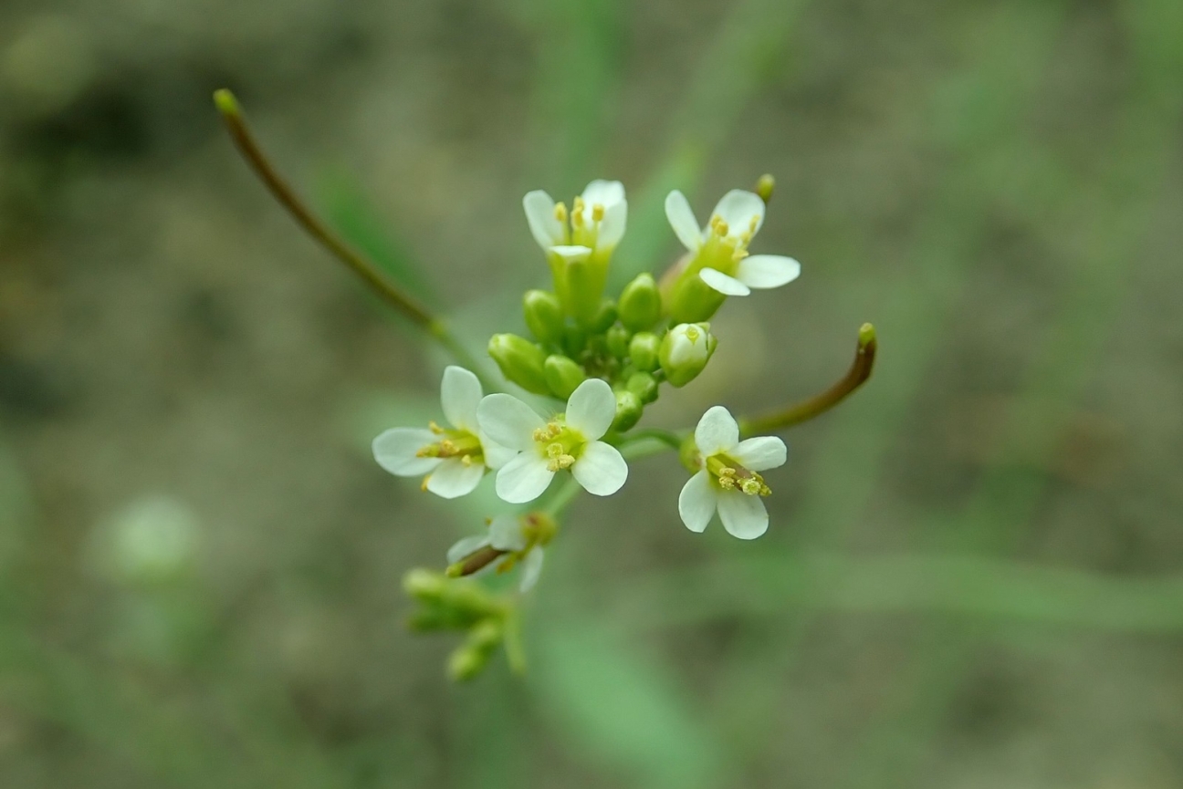 The adults are talking: parental genetic conflict in seed development ...