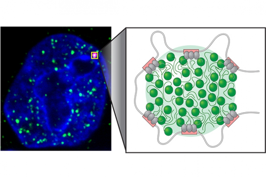 Transcriptional droplets provide evidence for new model of gene control ...