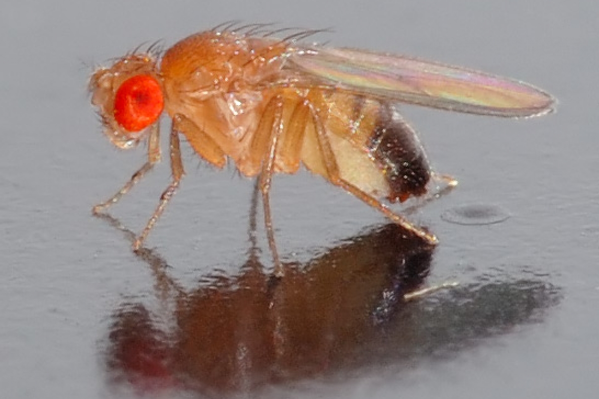 What do fruit flies look like store